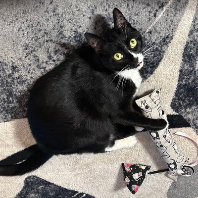 Large Cat Kicker Toy With Ribbons. 12 to 13 Long. Quality Catnip Silver ...