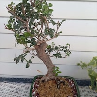 Bonsai Chinese Pepper Tree Zanthoxylum Beecheyanum - Etsy Canada