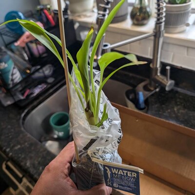 Golden Brush Dwarf Ginger Burbidgea Schizocheila Live Plant - Etsy