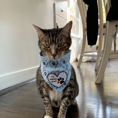 Pet Cancer Awareness Ribbon Blue Bandana I'm Beating Cancer or Hug Me I ...