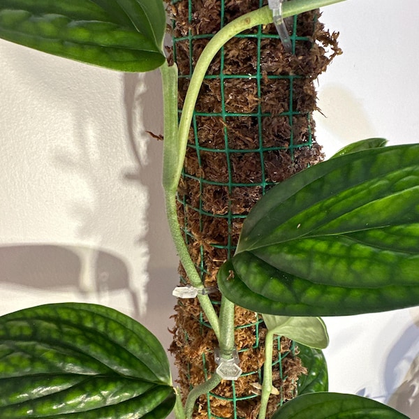 Propagation Pins for Cuttings, Planting Fork Secure Plant in Soil ...