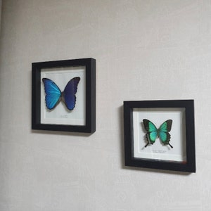 Alpine Black Swallowtail Spring Form Butterfly Frame - Etsy
