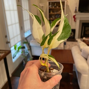 Epipremnum Aureum japanese Global Pothos Fully Rooted Extremely Rare ...