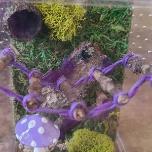 BACKLIT Magical Forest Jumping Spider Enclosure, You Choose Color ...