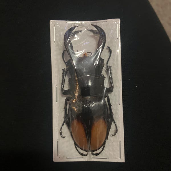 Jewel Beetle Elytra for Art, Crafts, Jewelry REAL - Etsy