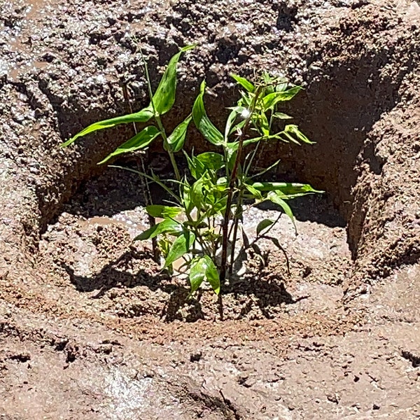 Tropical Blue Bamboo - Bambusa Chungii **NON-INVASIVE, CLUMPING** - Etsy
