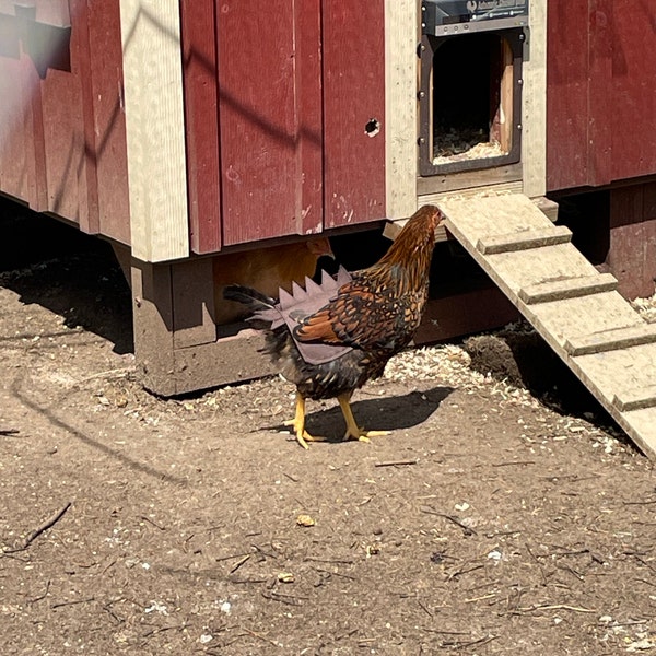 Waterproof Chicken Saddle: Dinosaur Costume Hen Apron With Tail Spikes ...