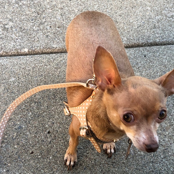 Leather Harness for Small Dogs. Chihuahua, Yorkshire Terrier, Maltese ...