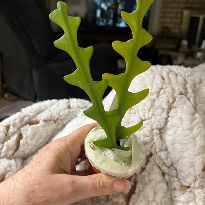 Dragon Fruit, Hylocereus 'edgar's Baby' Rooted Plant Shipped in 3 Pot ...