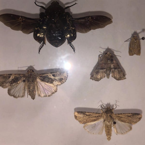 Stainless Steel Entomology Pins, for Insects and Butterflies, Pinning ...