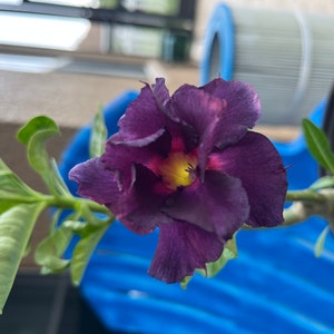 1 Grafted Doubleblack Purple Adenium Obessum/desert Rose Plant. 4-6 ...