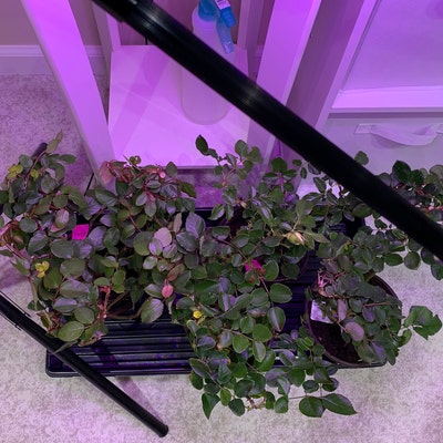 Rare New Rose. Red Juicy Terrazza. 红果汁flower Machine. Continue Blooming ...