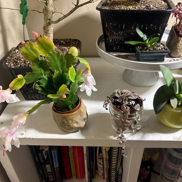 White Zygo Cactus, Christmas Cactus, Zygocactus, Schlumbergera Truncata ...