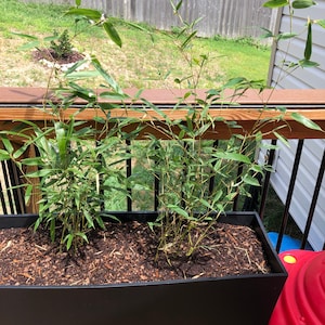 Bambusa lady Finger Clumping Non-invasive Bamboo Plant | Etsy