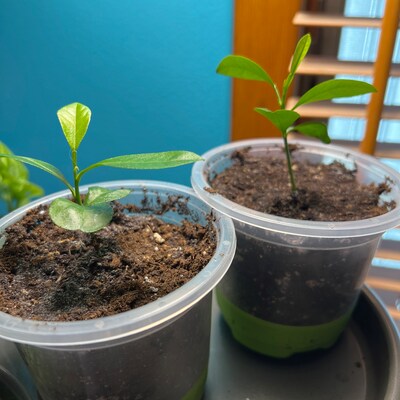 Filipino Bird's Eye Pepper Seeds Siling Labuyo Organically Grown Fast ...