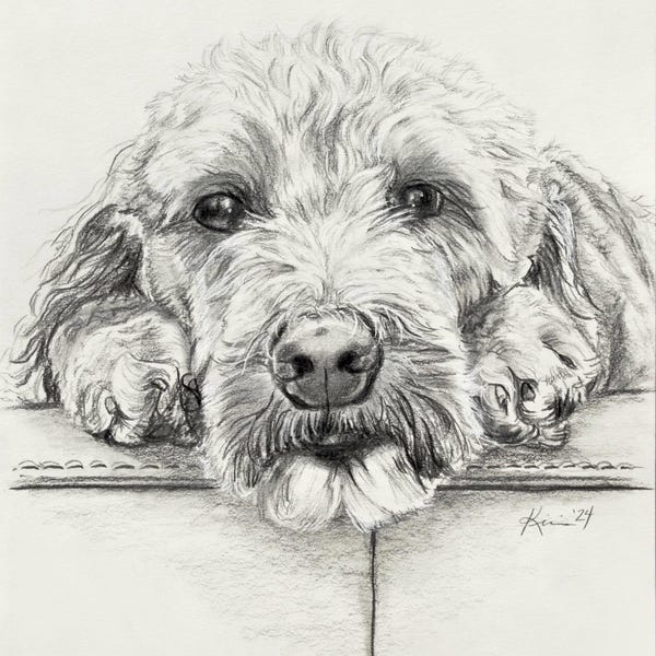 Labrador Retriever Art Print, Black Lab Chocolate Lab Drawing, Sleeping ...