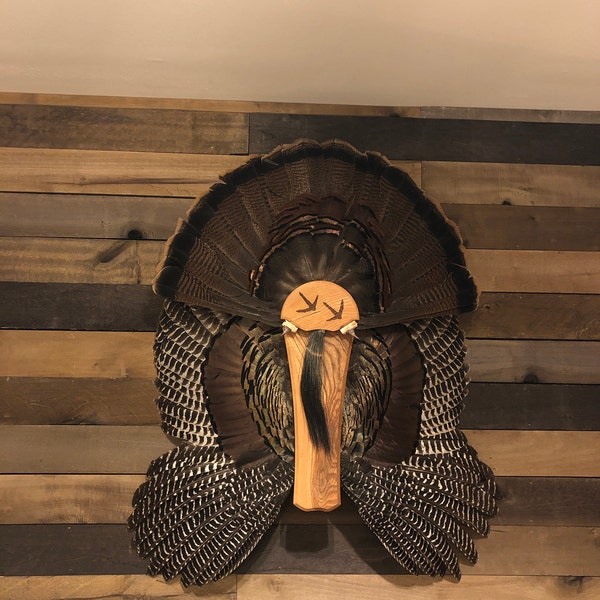 Turkey Tail/wing Mount. - Etsy