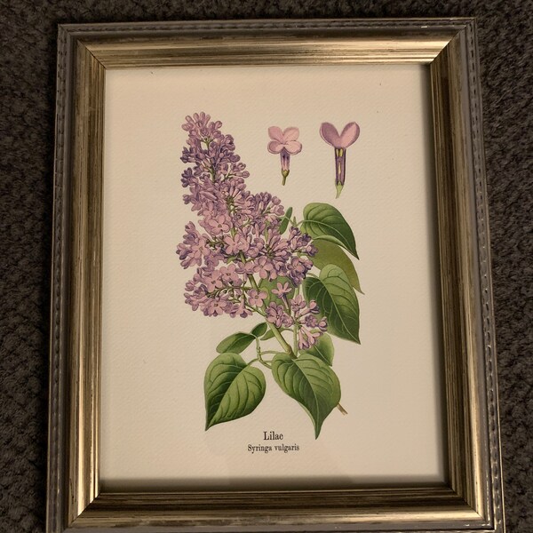 Strychnine Tree Strychnos Nux-vomica KO-44 Fine Art Prints of Kohler's ...