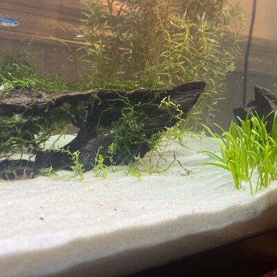 15x Dwarf Sagittaria Subulata Dwarf Sag Live Aquarium Plants - Etsy