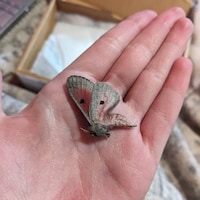 REAL Orb Weaver Teardrop Spider on Real Preserved Spider Web Necklace ...