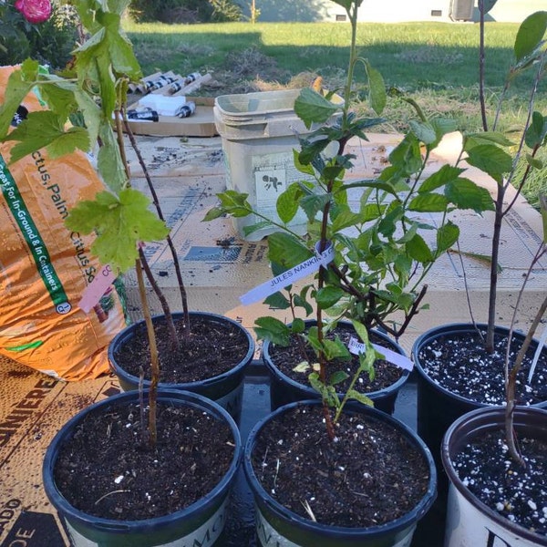 5 Surecrop June Bearing Live Strawberry Roots. Zones 5-8. - Etsy