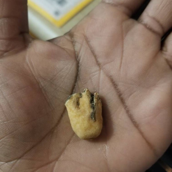 100% AUTHENTIC | Lucky Hand Root | Sahlep Root | Orchis Mascula | RARE ...