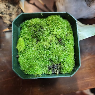 Dusk Moss Mix - Etsy