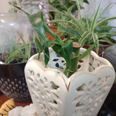 5x Cryptocoryne Wendtii 'bronze', Slow Growing Low Tech Live Freshwater ...