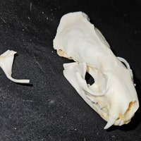 Exquisite Real Mink Skull Bone Specimen After Cleaned and Bleached - Etsy