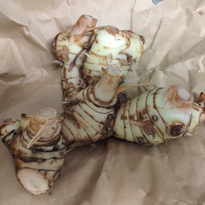 Fresh Whole Burdock Root Gobo Root - Etsy