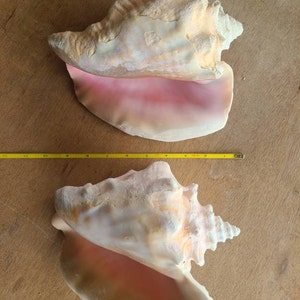 Bahamian Queen Conch Shell Light I Pink Conch Shell Night Light I SLIT ...