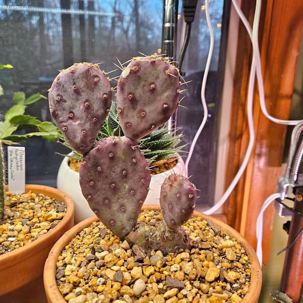 Santa Rita Prickly Pear (purple Cactus) - Etsy
