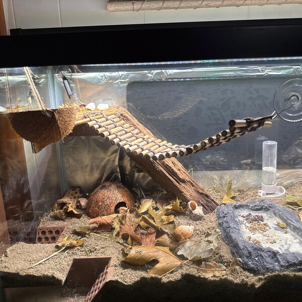 Bamboo Bridge - 2.5" Width - (perfect for Young Crested Geckos, Tree ...