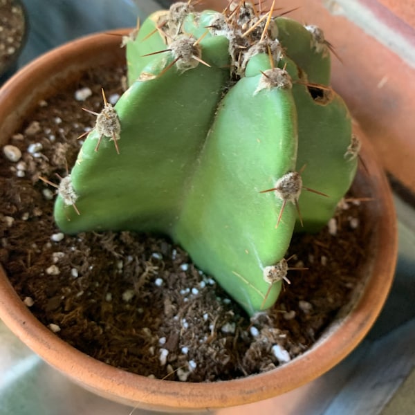 1 Foundationless Frame · Topbar Style · Langstroth 19" · Honeybee Bees ...