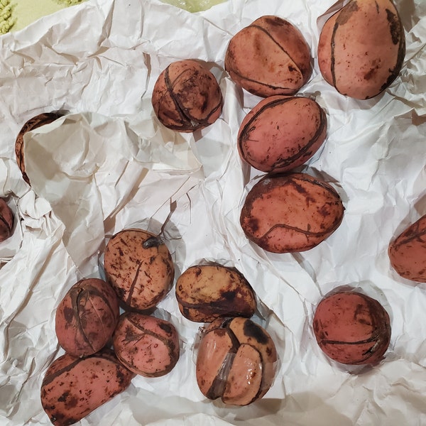 Kola Nut, Obi, Cola Nitida, Kolanut, 4, 5 and 6 Lobe Kola Nut, Cola Nut ...