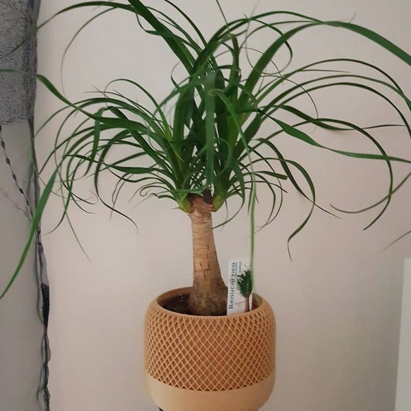 Indoor Wood Planter - APPLE - Original Gift for Plant Lovers ! - Etsy