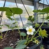 2 Raspberry Plants Joan J - Completely Thornless, Everbearing, High ...