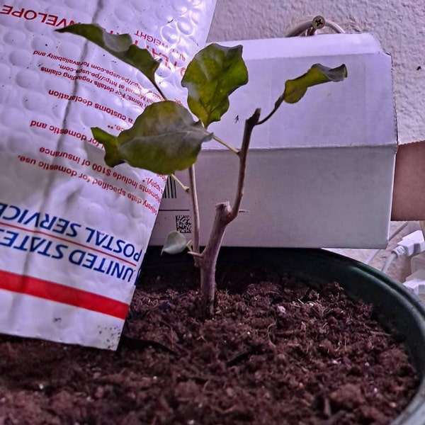 EBONY Firecrepe Crape Myrtle Starter Lagerstroemia Well Rooted starter ...