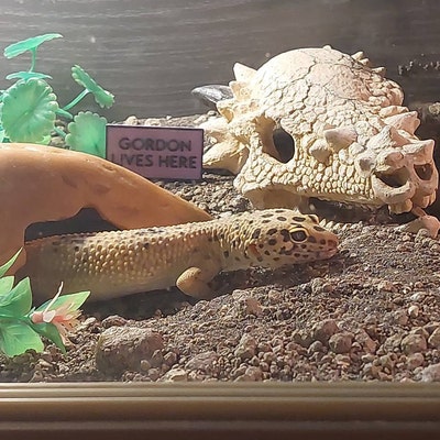 Gecko Food Ledge Bowls & Spoon Kit Choice of Colours 3D - Etsy