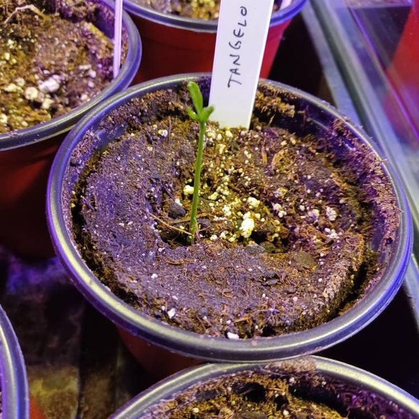 Tangelo Seeds/maui Seeds/5 Seeds/fruit Seeds/home Garden/fruit Tree ...