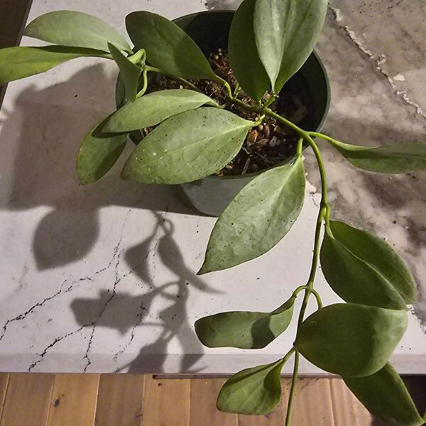 Hoya Mathilde in a 6 Inch Pot / Many Peduncles / Well Established ...