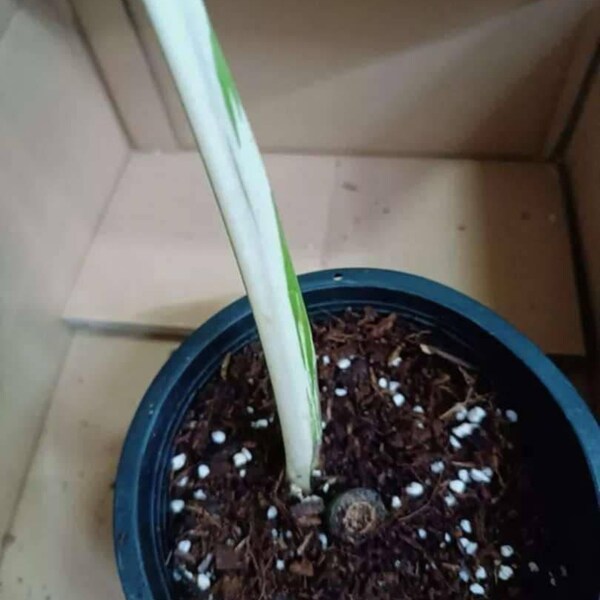 Variegated Monstera Deliciosa White Lava Rooted Leaf Cutting - Etsy