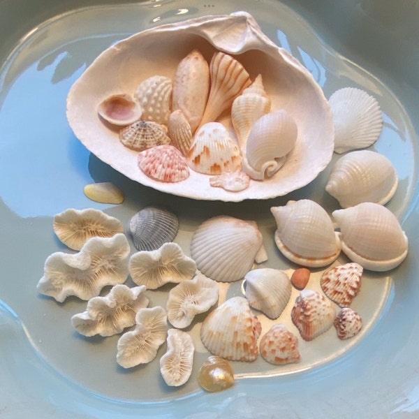 Beach Art 8x10 Shadowbox Coastal Decor Atlantic Ocean Florida Shell ...
