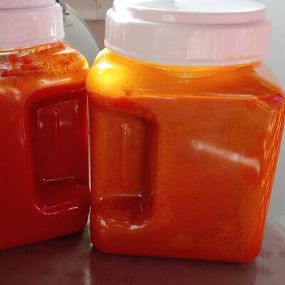 Nutmeg Myristica Fragrans Whole Seed Sacred Herbs and - Etsy