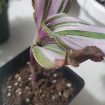 Silene Capensis Silene Undulata Xhosa African Dream Root Plant - Etsy