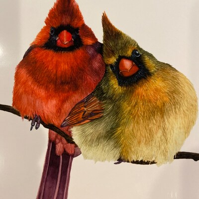 Three Cardinal Birds Realistic Watercolor Art Print. Male Cardinals and ...