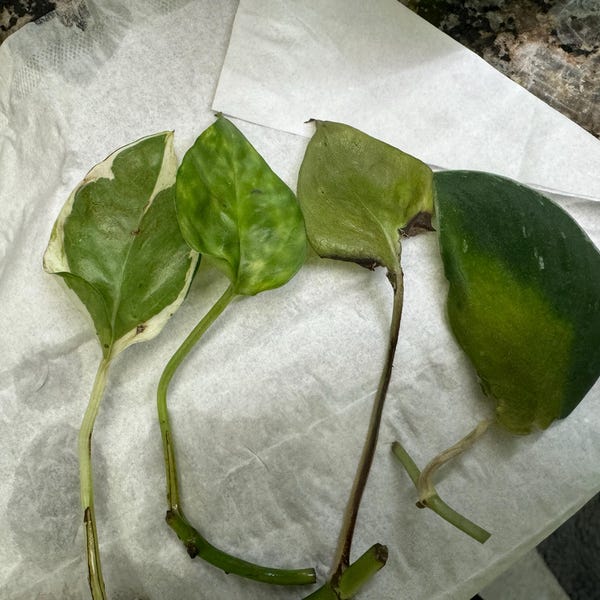 Moonlight Pothos, Scindapsus Treubii Moonlight, Sterling Silver Plant ...