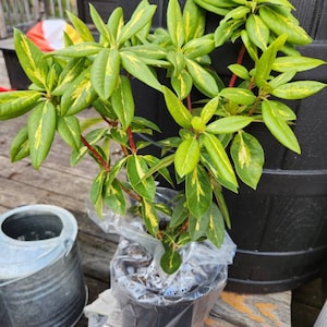 Anna Rose Whitney - Etsy