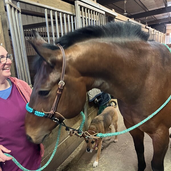 Split Reins Paracord Reins Round Gaucho Braid Quick Change Reins Easy ...