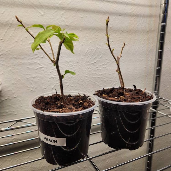 Athens Blue Princess Glory Bush Planttibouchina Urvilleanasmall Starter ...